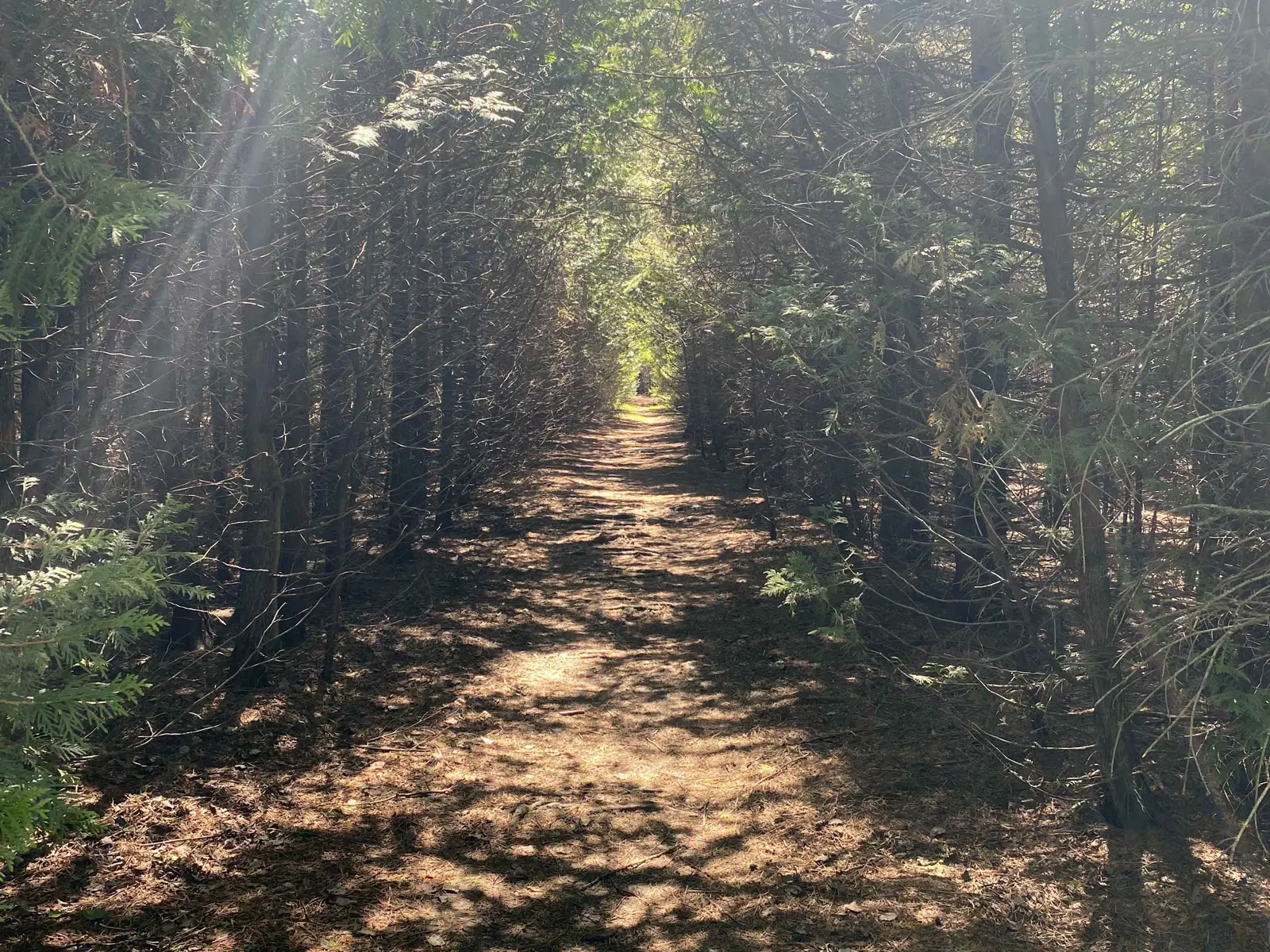 Harold Town Conservation Area | Otonabee Conservation