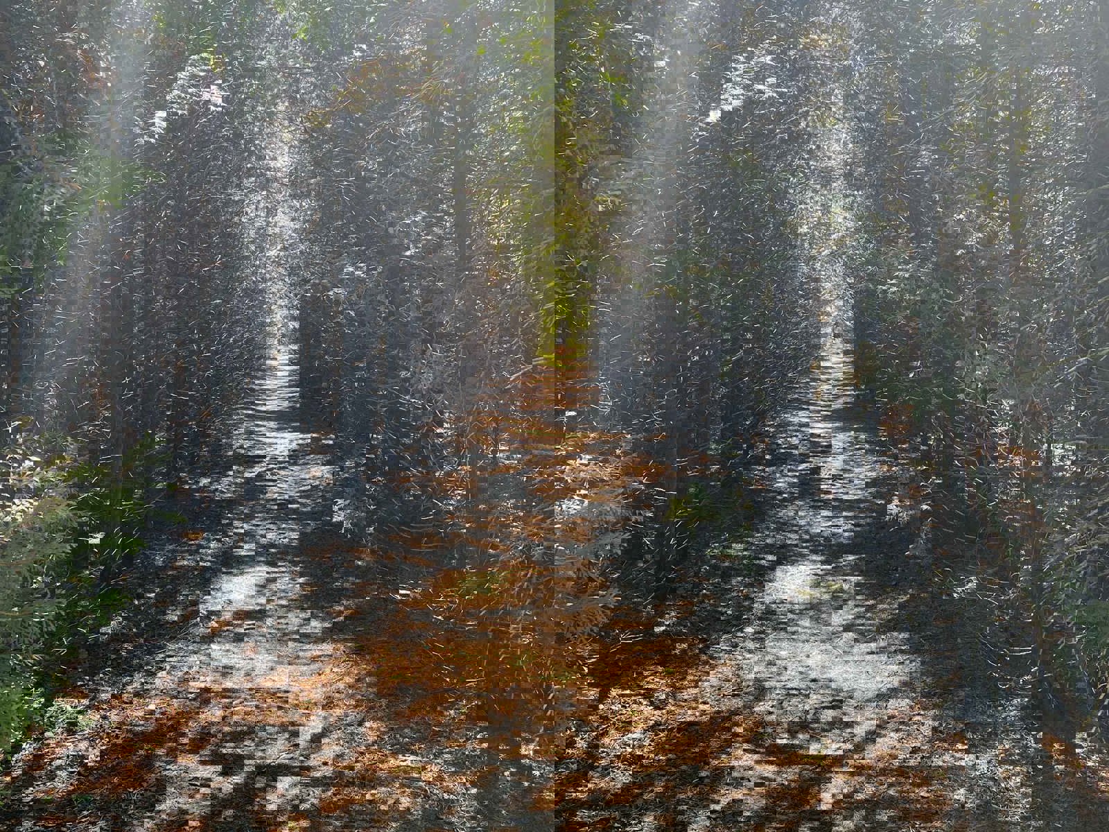 Harold Town Conservation Area | Otonabee Conservation