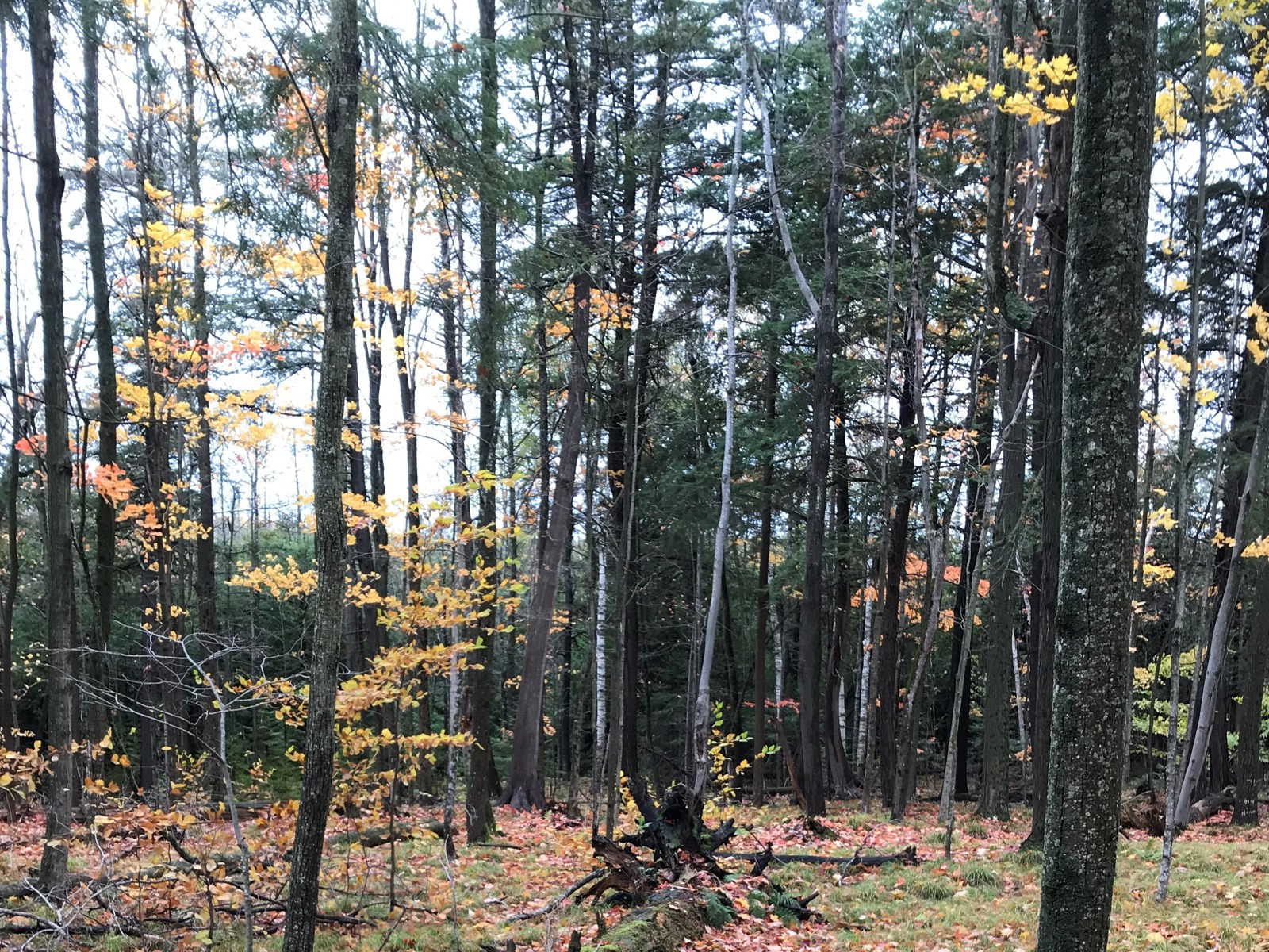 Birdsall Wildlife Area | Otonabee Conservation