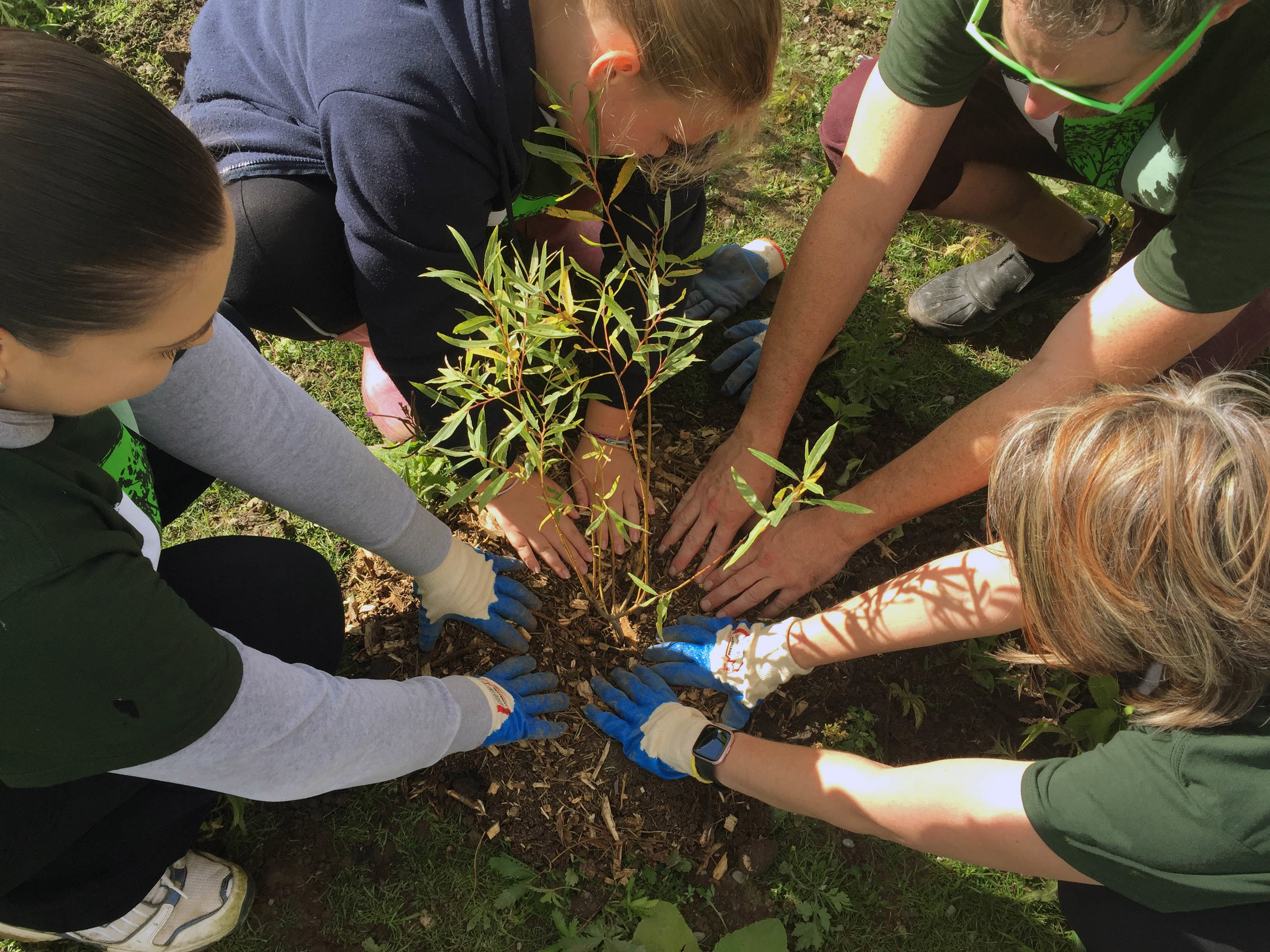 Plant trees with Otonabee Conservation's Tree Seedling Sale
