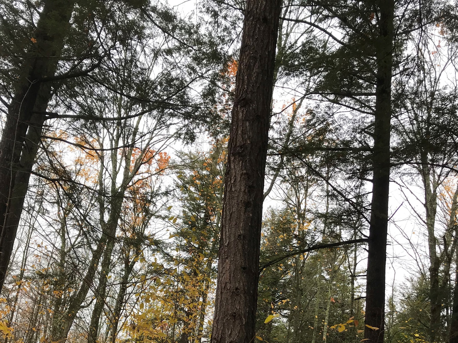 Birdsall Wildlife Area | Otonabee Conservation