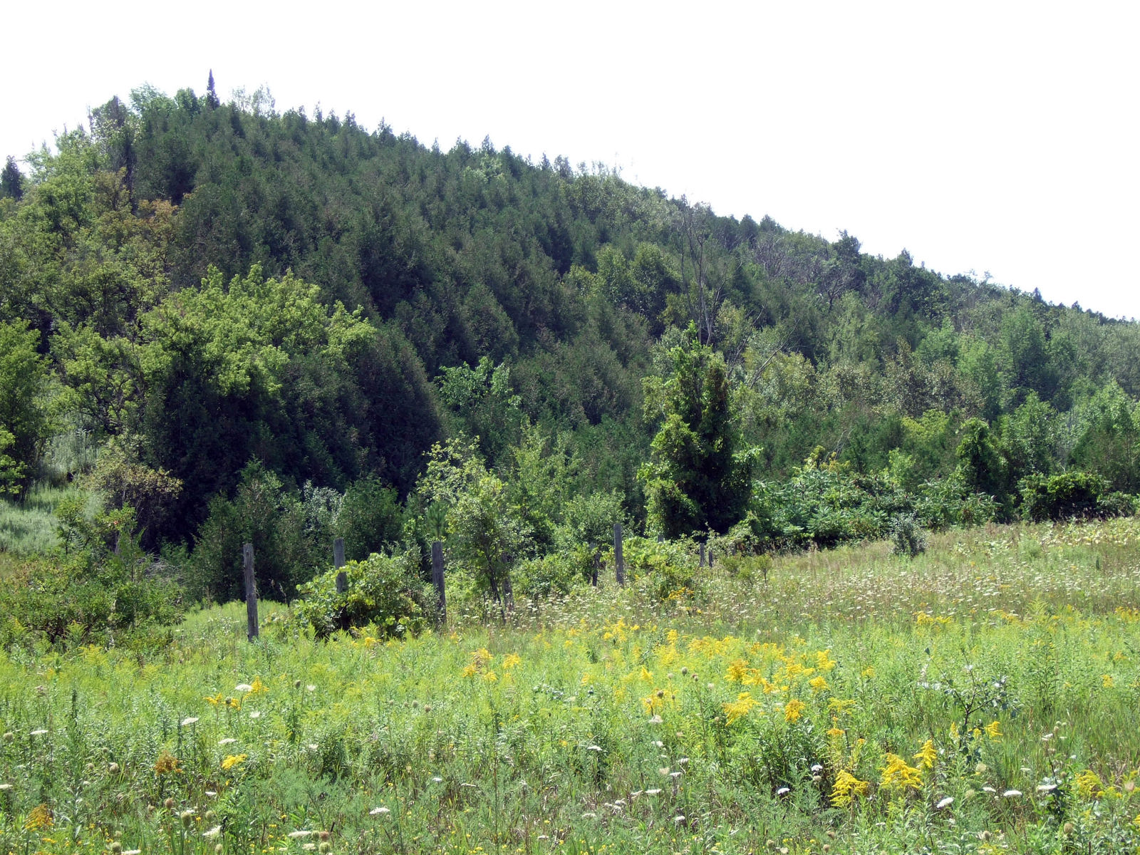 Harold Town Conservation Area | Otonabee Conservation