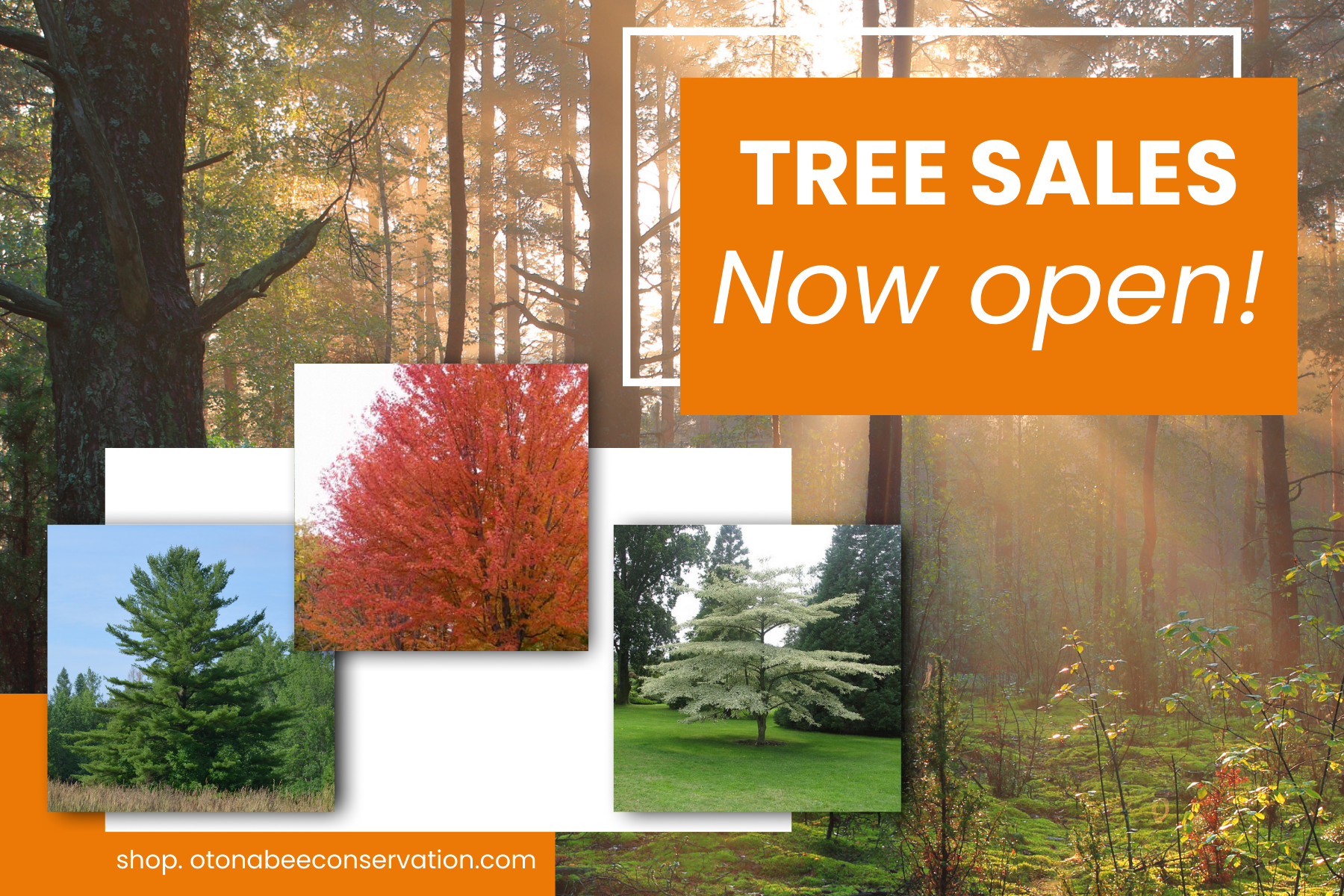 Otonabee Conservation 2026 Tree Sales Now Open
